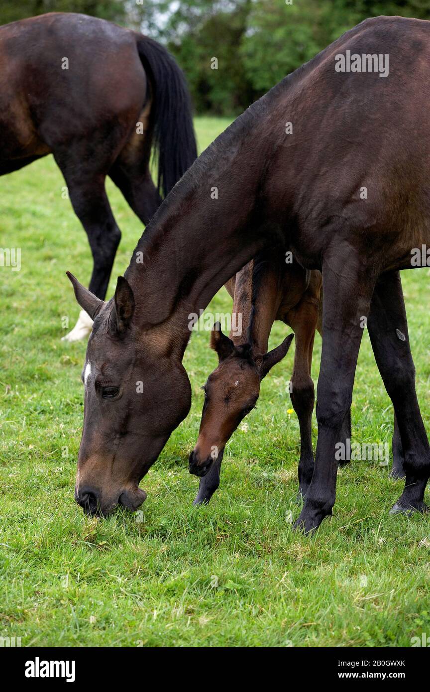AKHAL TEKE, A HORSE FROM TURKMENISTAN Stock Photo - Alamy