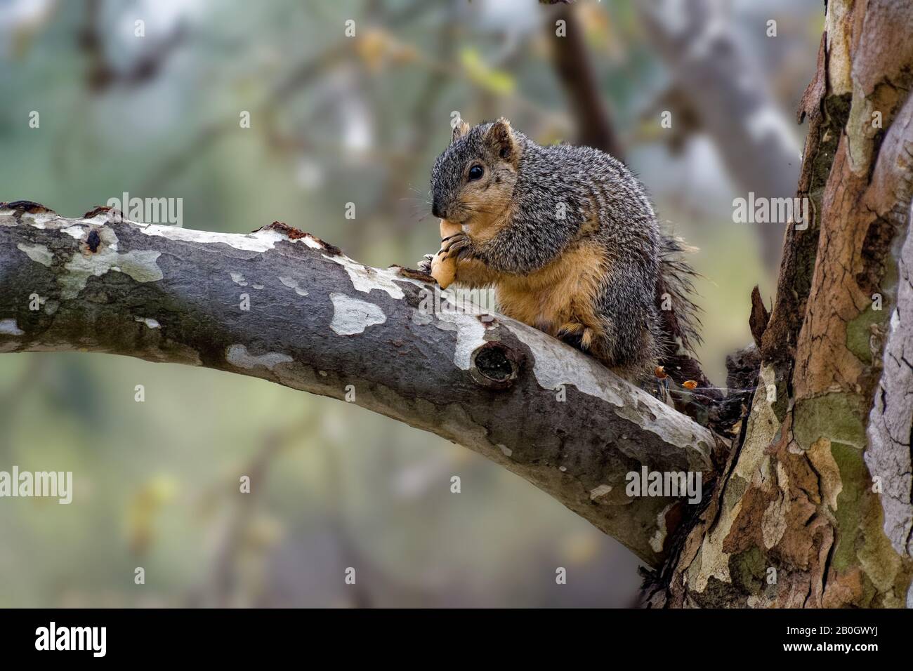 Native american foods hi-res stock photography and images - Alamy