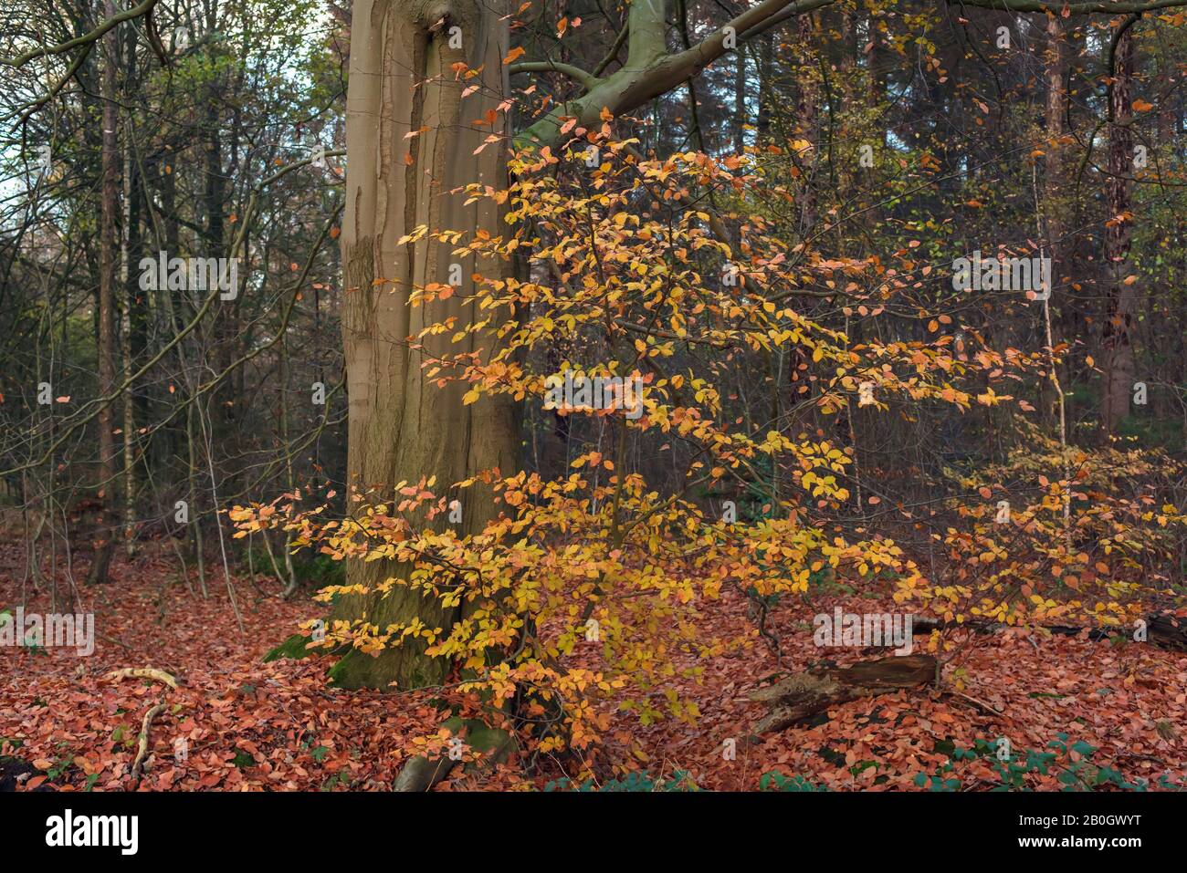 Atumn woods hi-res stock photography and images - Alamy