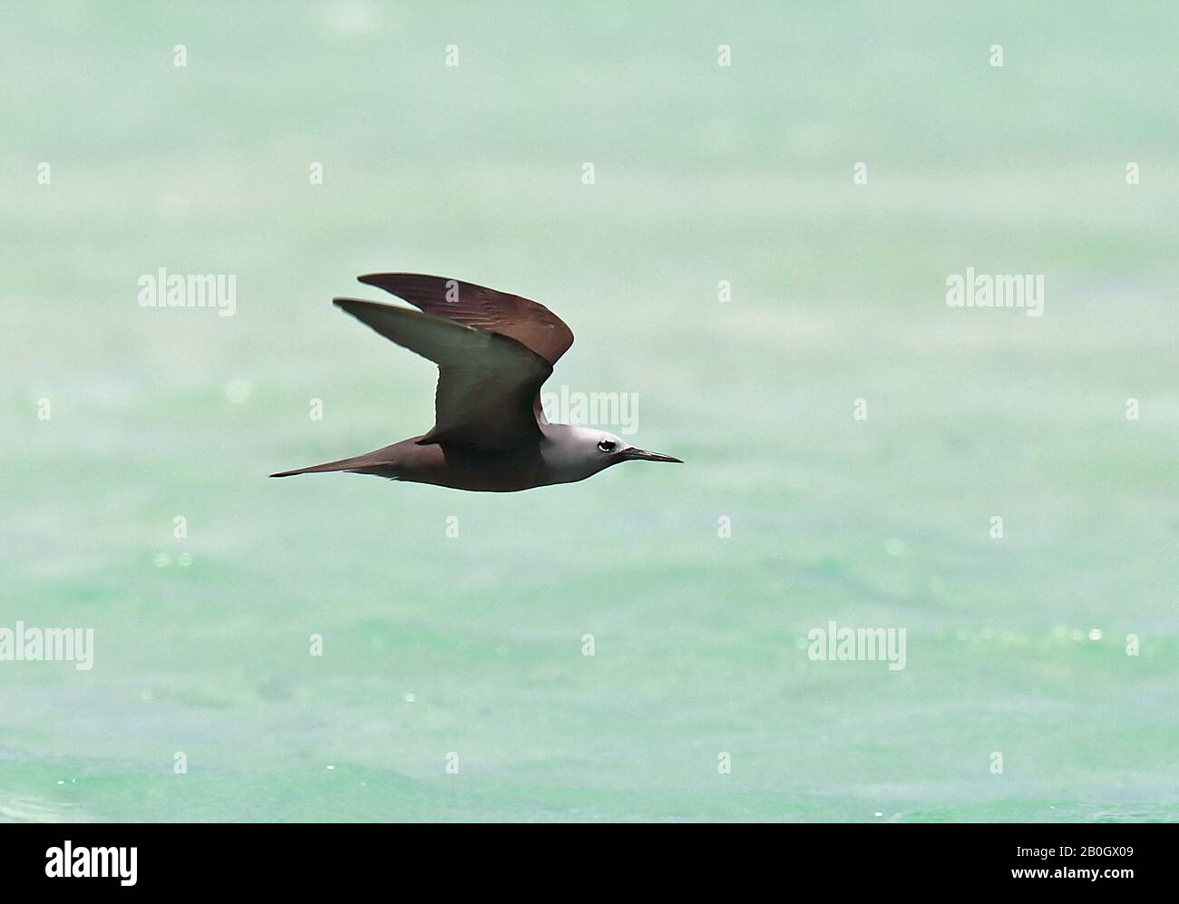 Lesser Noddy (Anous tenuirostris) adult in flight over the sea Ile aux ...