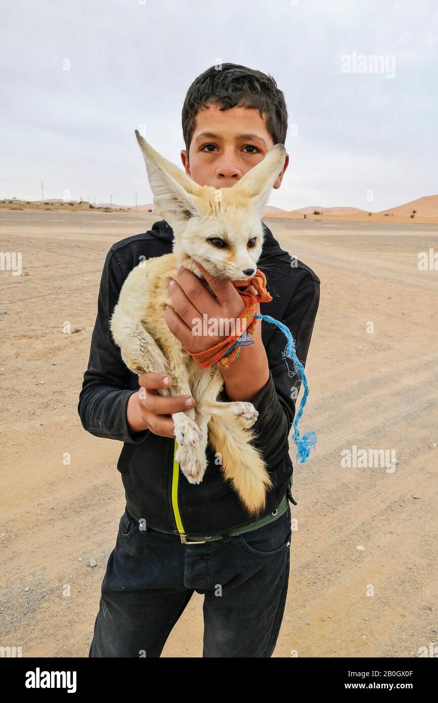 Morocco, Hassilabied, desert fox Stock Photo - Alamy