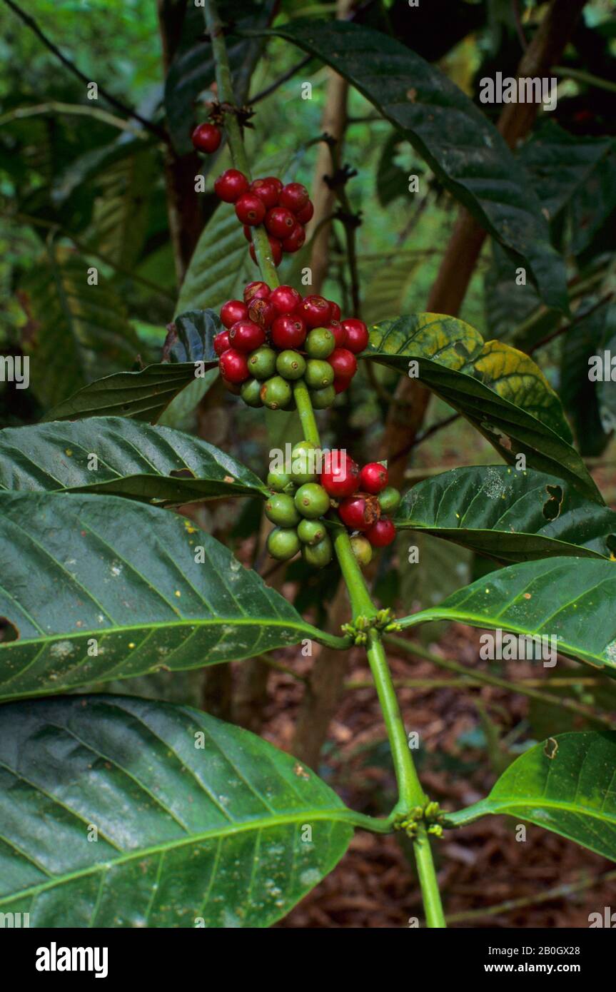ECUADOR, AMAZON BASIN, NEAR COCA, RIO NAPO, COFFEE BEANS Stock Photo ...