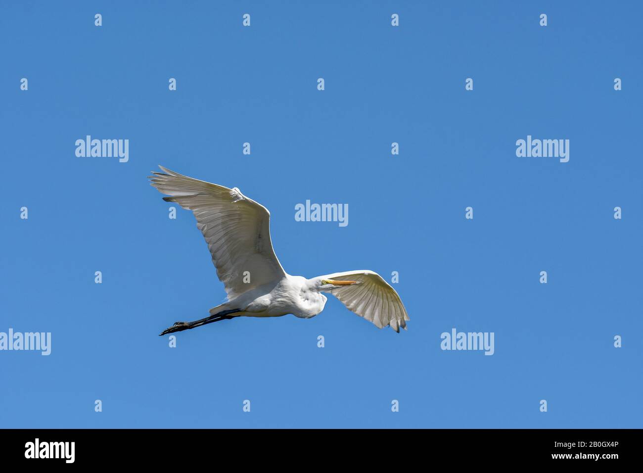Balboa landing hi-res stock photography and images - Alamy