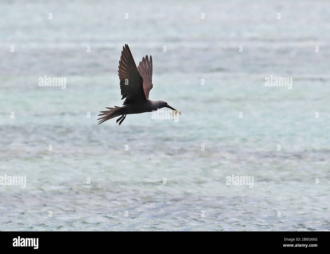 Lesser Noddy (Anous tenuirostris) adult in flight over the sea with sea ...