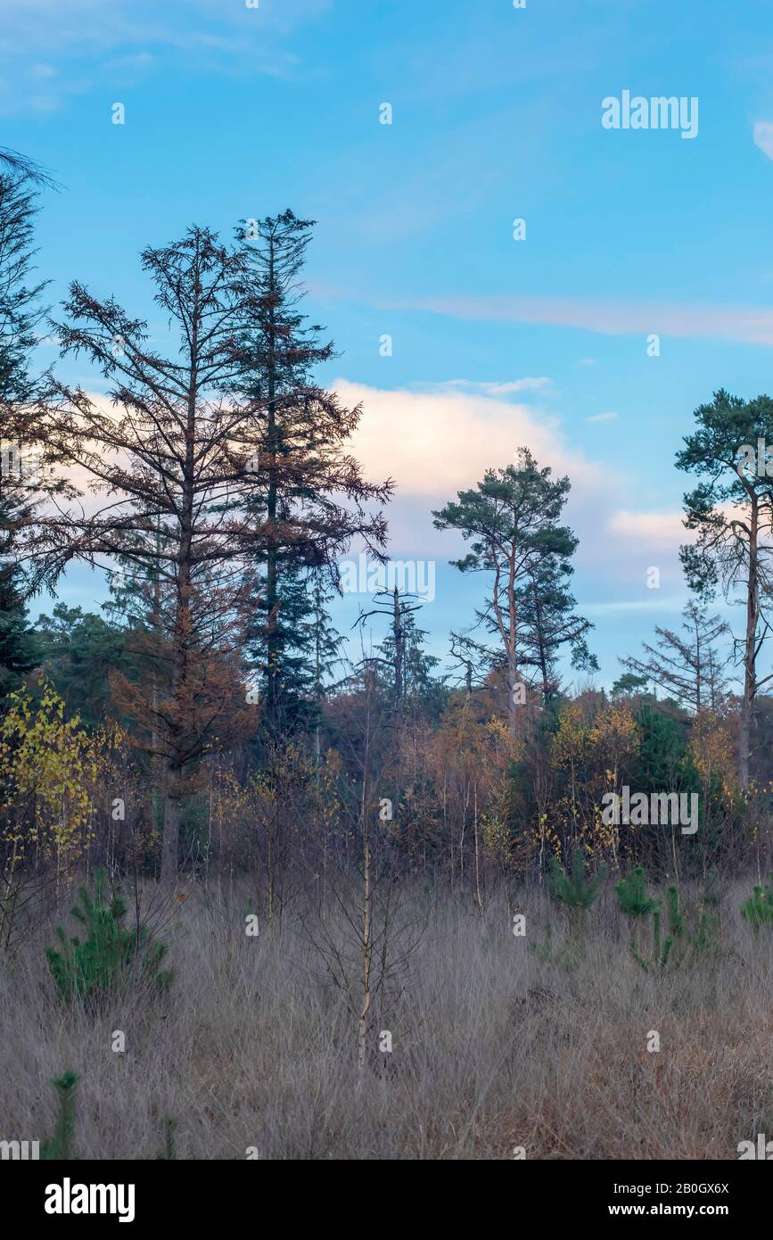 Dead fir trees in grassy field at edge of autumn forest Stock Photo - Alamy