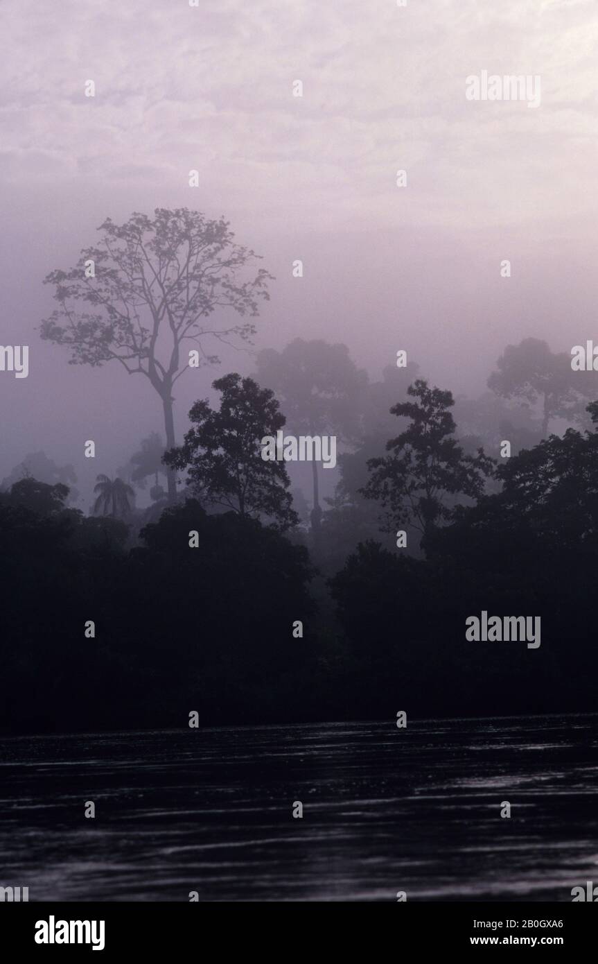 ECUADOR, AMAZON BASIN, RIO NAPO, RAINFOREST, MIST RISING, EARLY MORNING ...