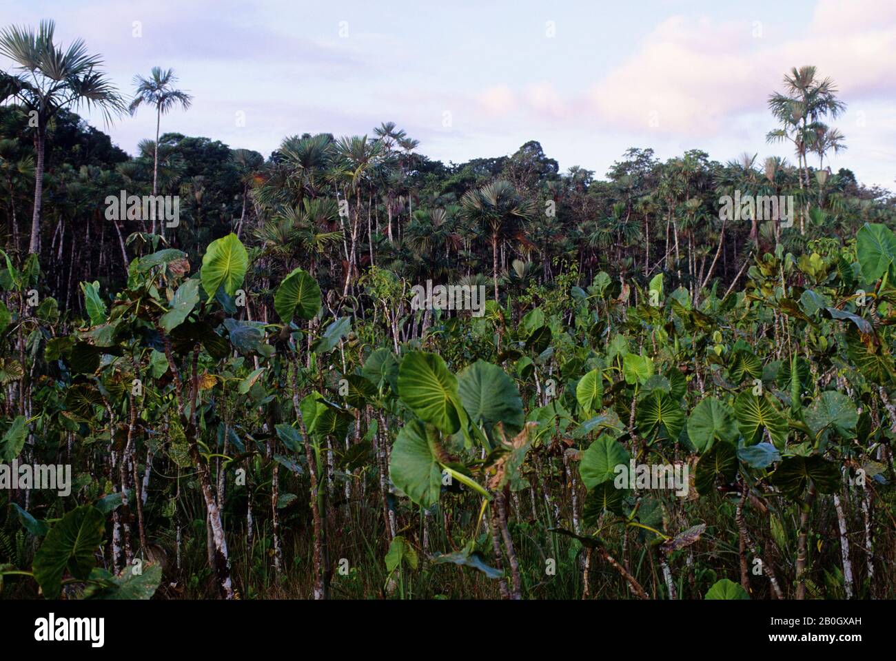 ECUADOR, AMAZON BASIN, RIO NAPO, RAINFOREST, SWAMP Stock Photo - Alamy
