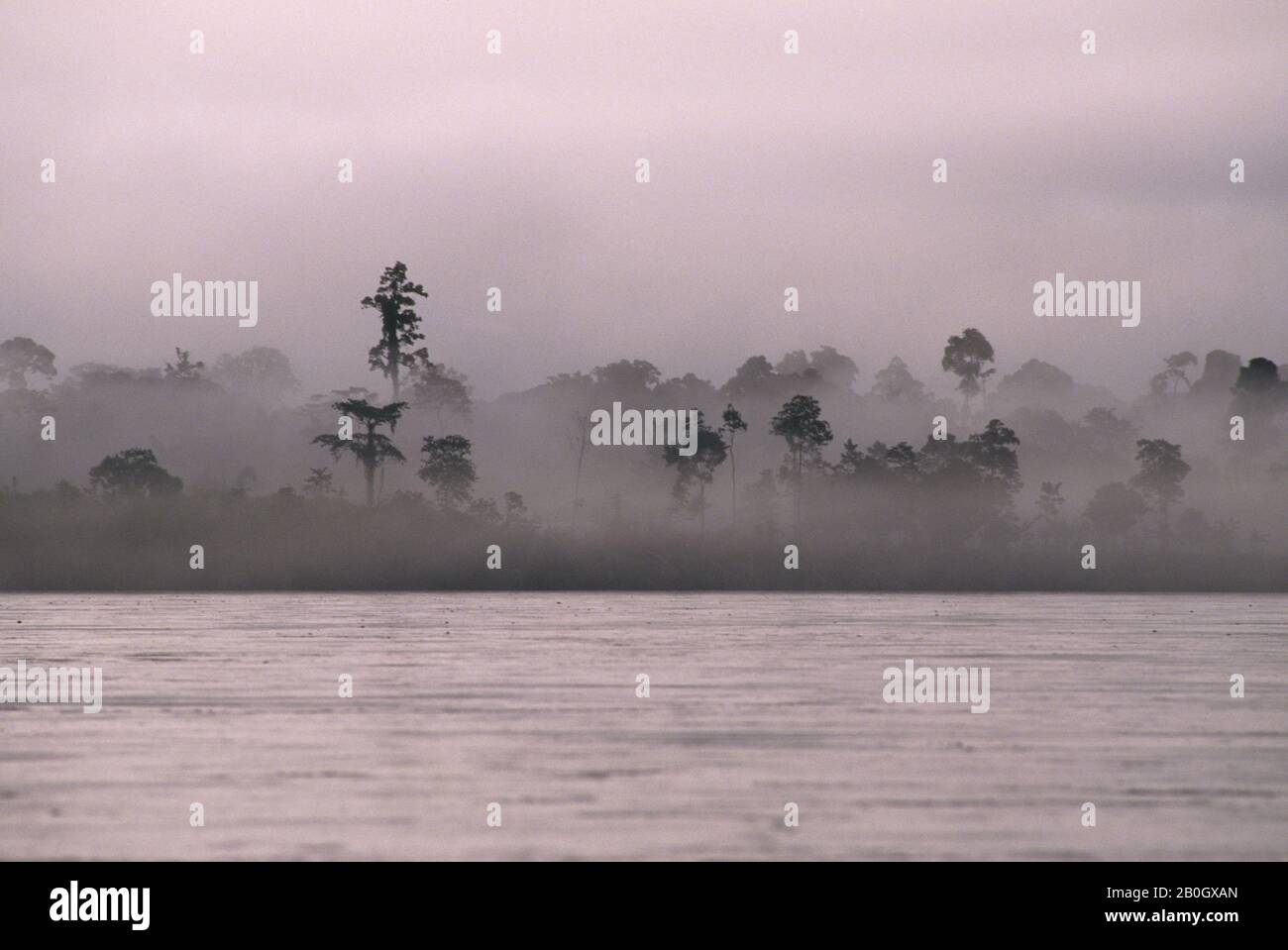ECUADOR, AMAZON BASIN, RIO NAPO, RAINFOREST, MIST RISING, EARLY MORNING ...