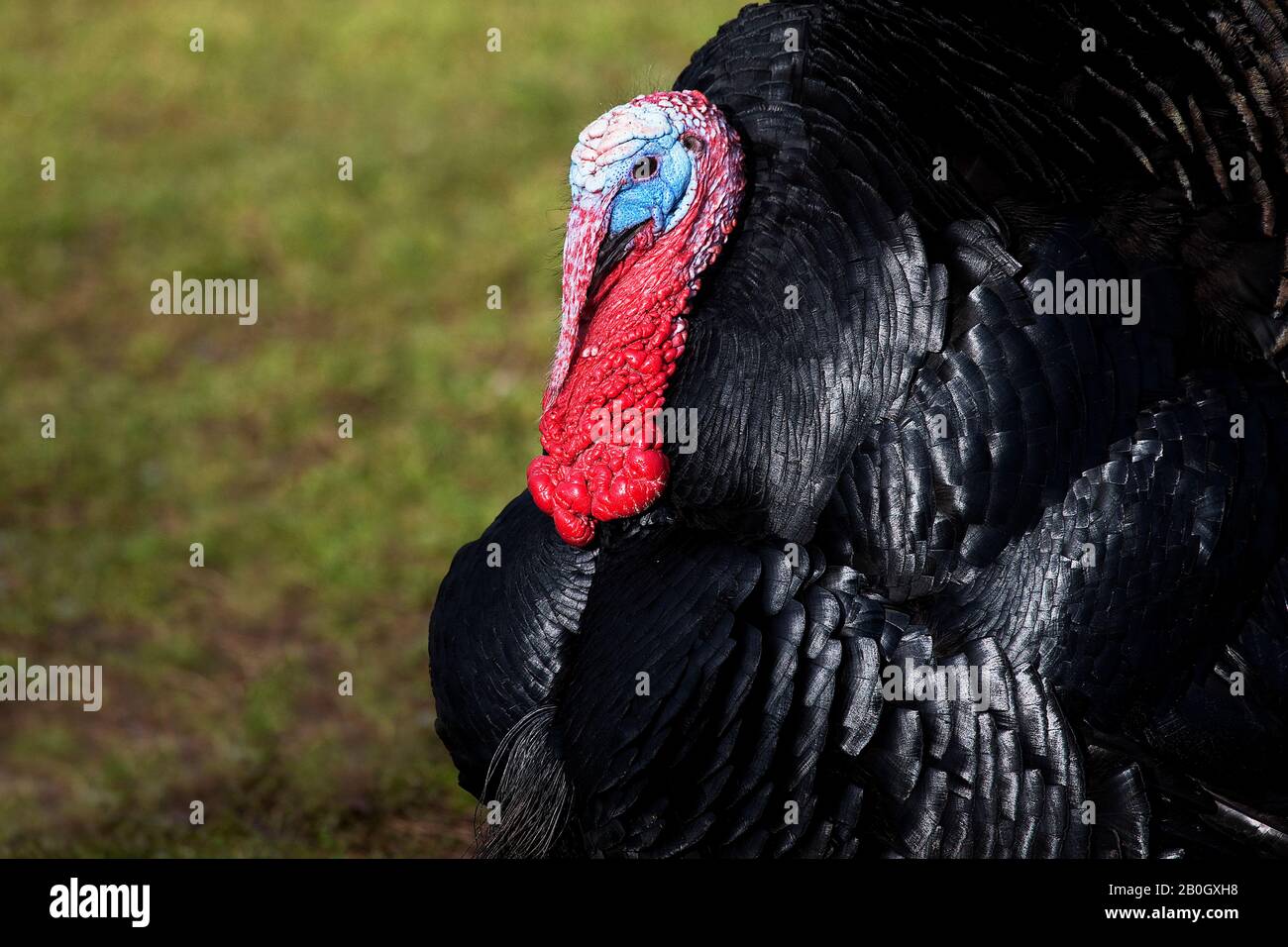 Male turkey profile hi-res stock photography and images - Alamy