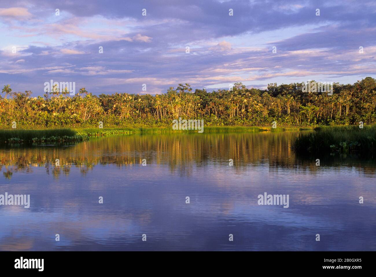 ECUADOR, AMAZON BASIN, RIO NAPO, RAINFOREST, LAKE AT SUNSET Stock Photo ...