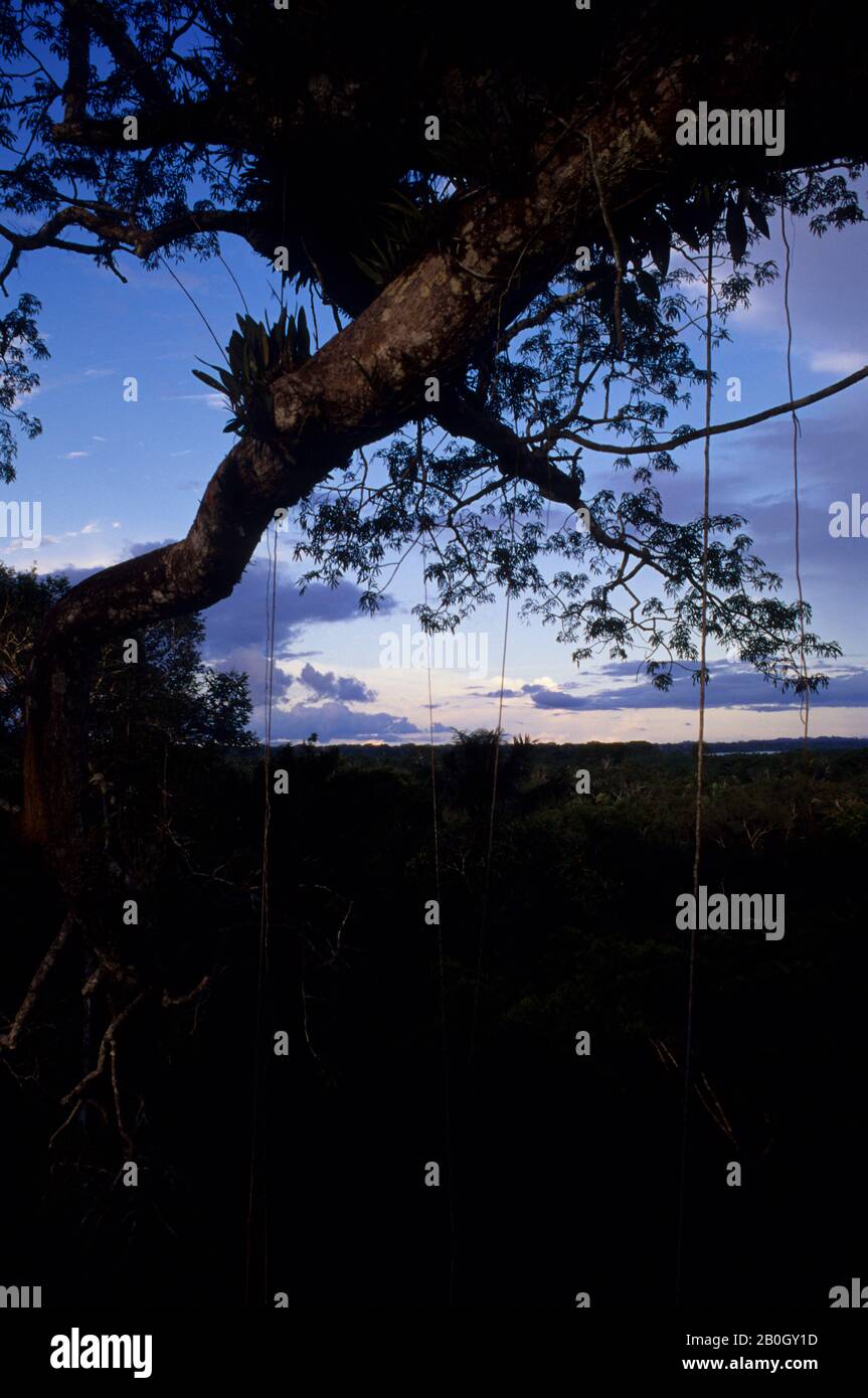 ECUADOR, AMAZON BASIN, RIO NAPO, RAINFOREST, UPPER CANOPY, EVENING ...