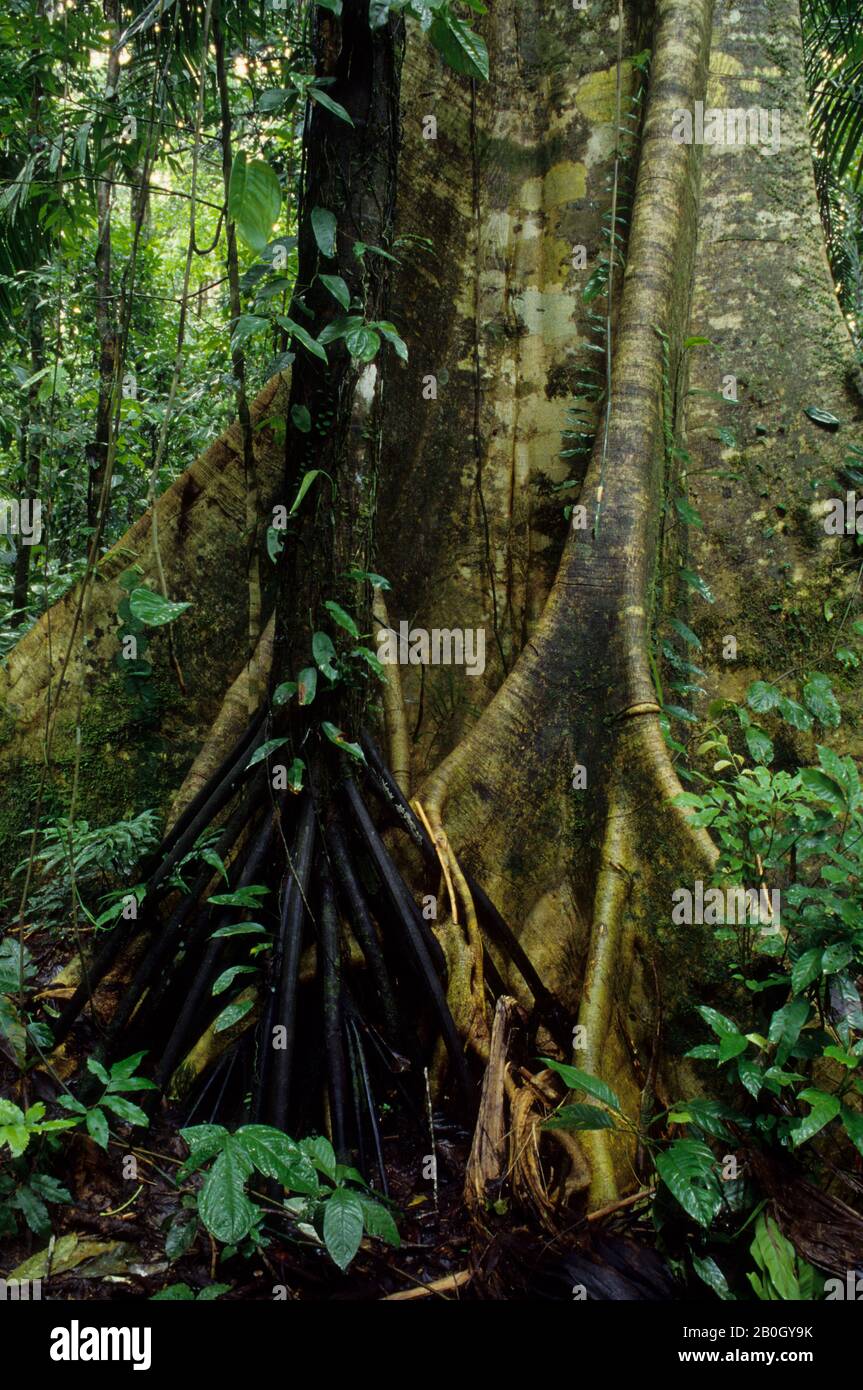 ECUADOR, AMAZON BASIN, RIO NAPO, RAINFOREST, CEIBA TREE AND PALM TREE ...