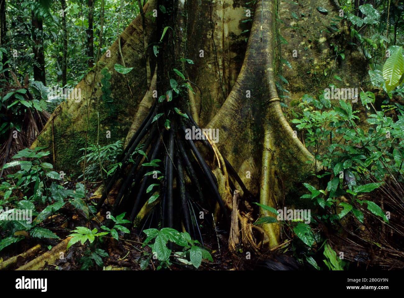 ECUADOR, AMAZON BASIN, RIO NAPO, RAINFOREST, CEIBA TREE AND PALM TREE ...