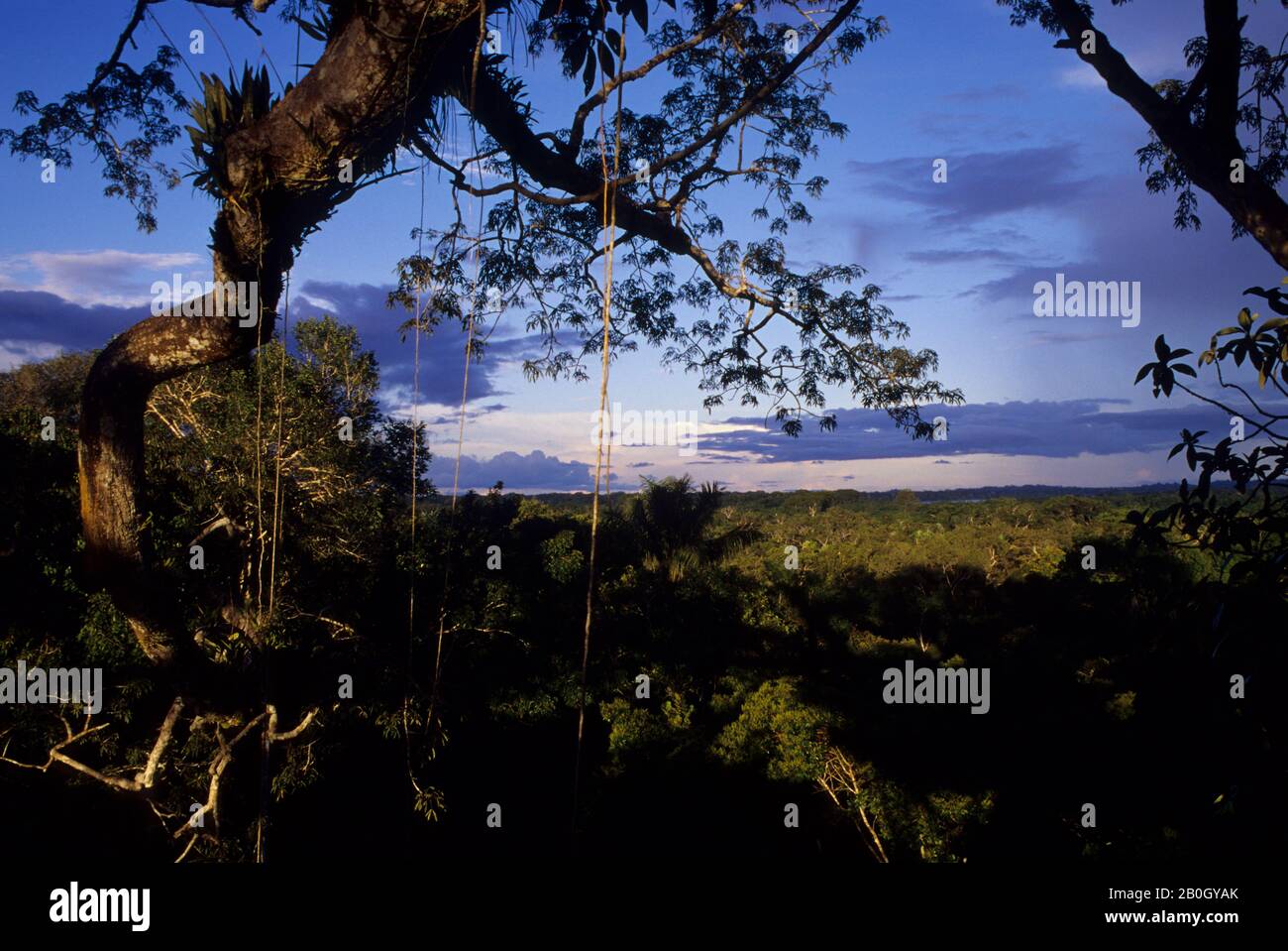 ECUADOR, AMAZON BASIN, RIO NAPO, RAINFOREST, UPPER CANOPY, EVENING ...