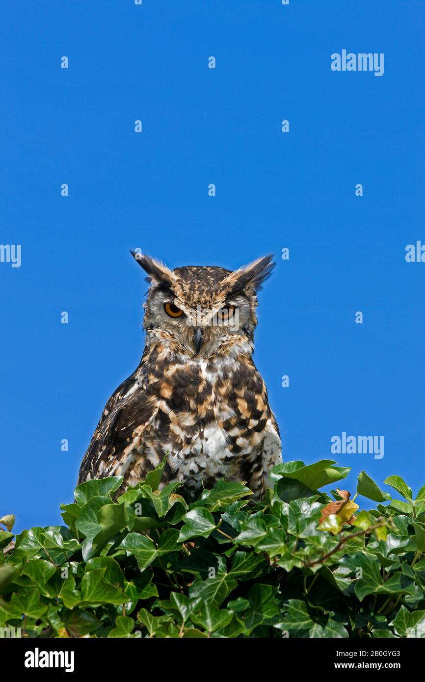Cape eagle owl bubo capensis hi-res stock photography and images - Alamy