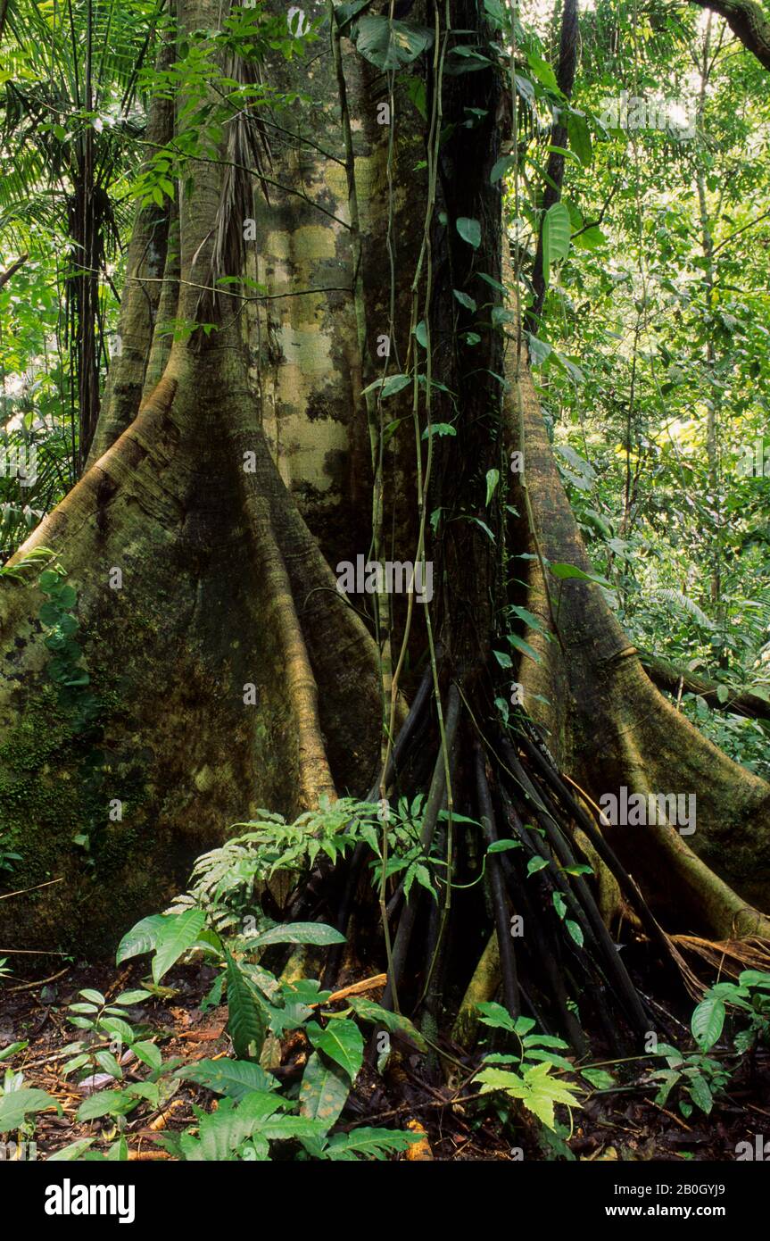 ECUADOR, AMAZON BASIN, RIO NAPO, RAINFOREST, CEIBA TREE AND PALM TREE ...