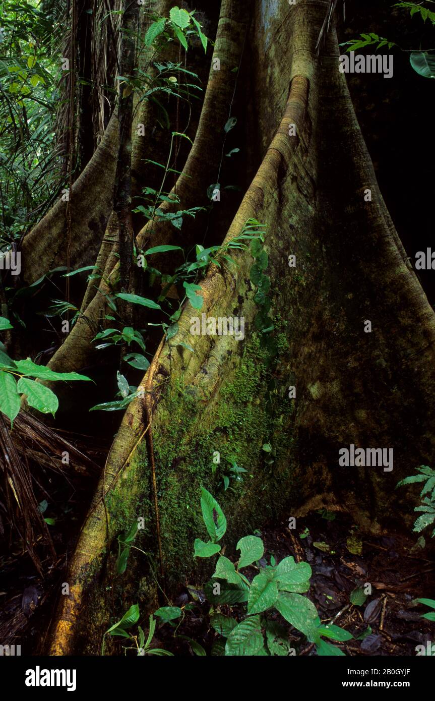 ECUADOR, AMAZON BASIN, RIO NAPO, RAINFOREST, CEIBA TREE, ROOTS Stock ...
