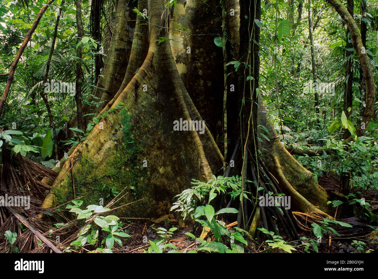 ECUADOR, AMAZON BASIN, RIO NAPO, RAINFOREST, CEIBA TREE AND PALM TREE ...