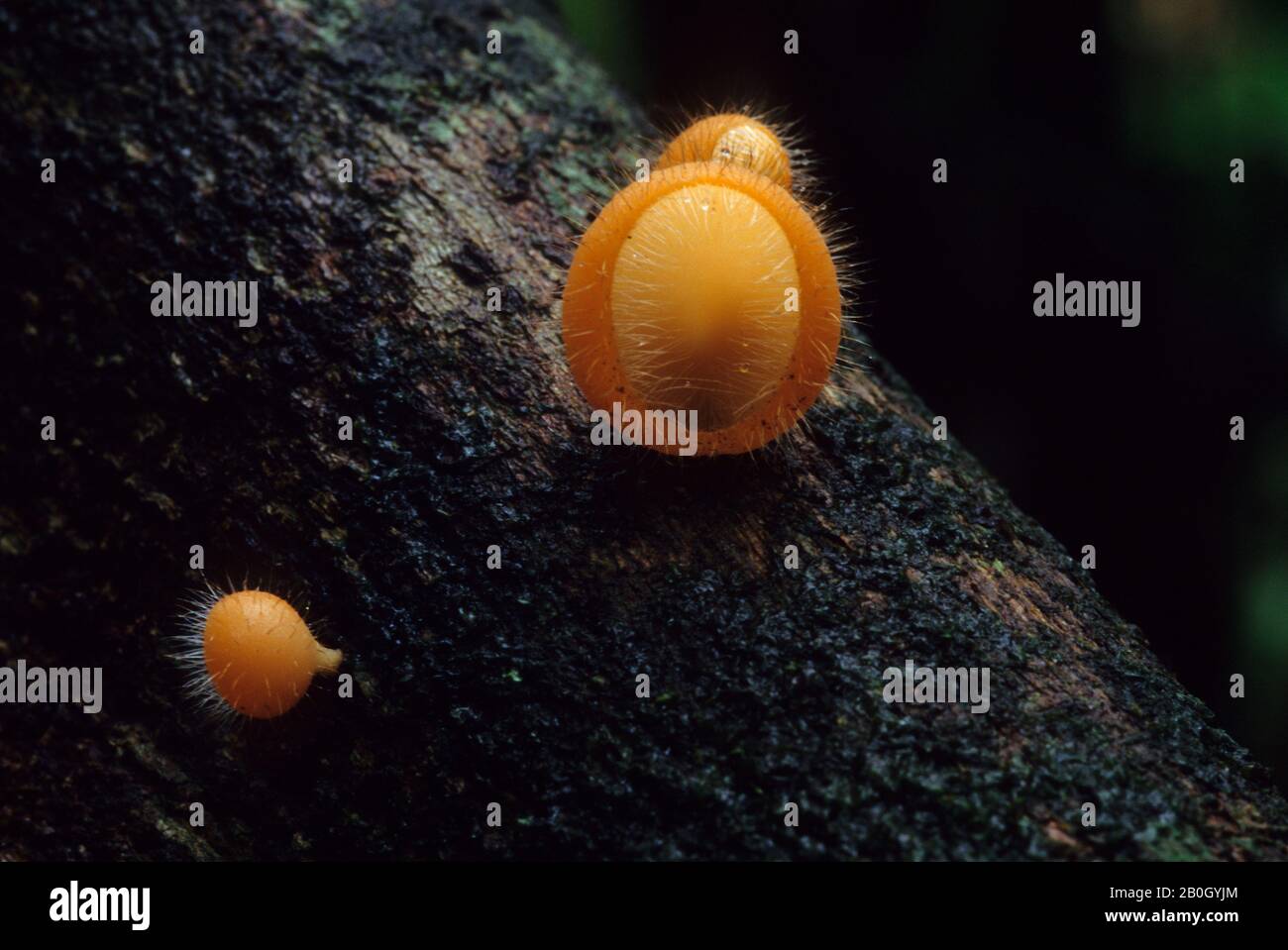 Amazon rainforest fungus hi-res stock photography and images - Alamy