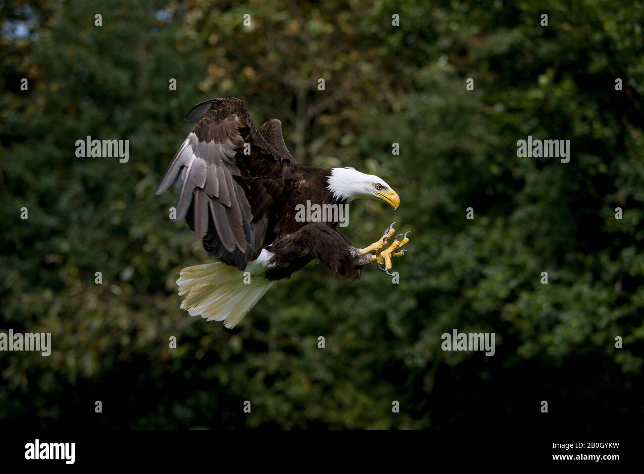 Bald Eagle, haliaeetus leucocephalus, Adult in Flight Stock Photo - Alamy