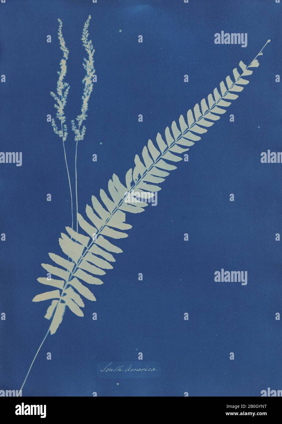 Anna atkins cyanotypes hi-res stock photography and images - Alamy