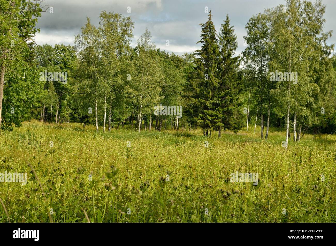 Beautiful forest landscape.Around the green meadows bloom, trees grow ...