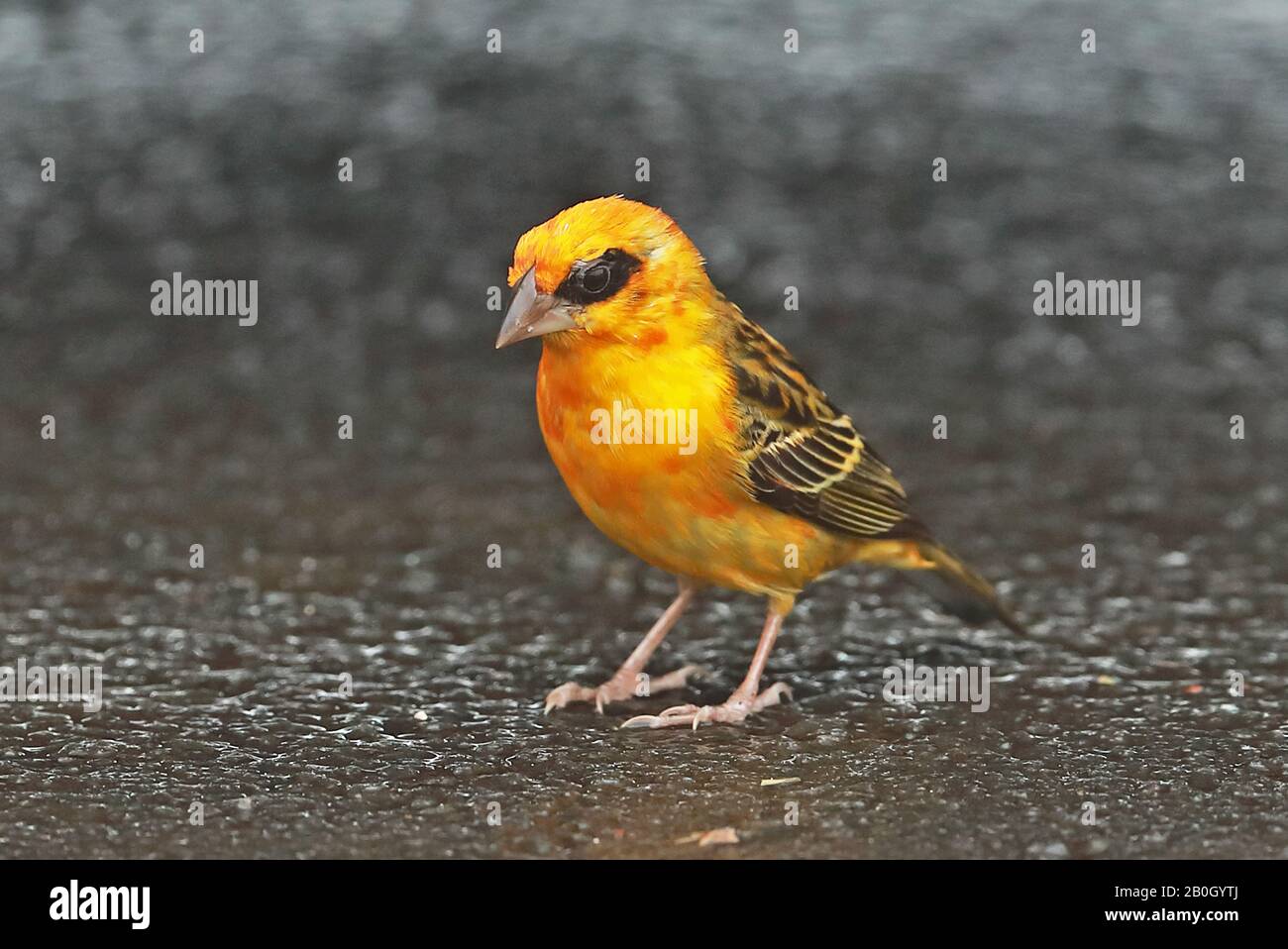 Madagascar Fody (Foudia madagascariensis) adult male standing on wet ...