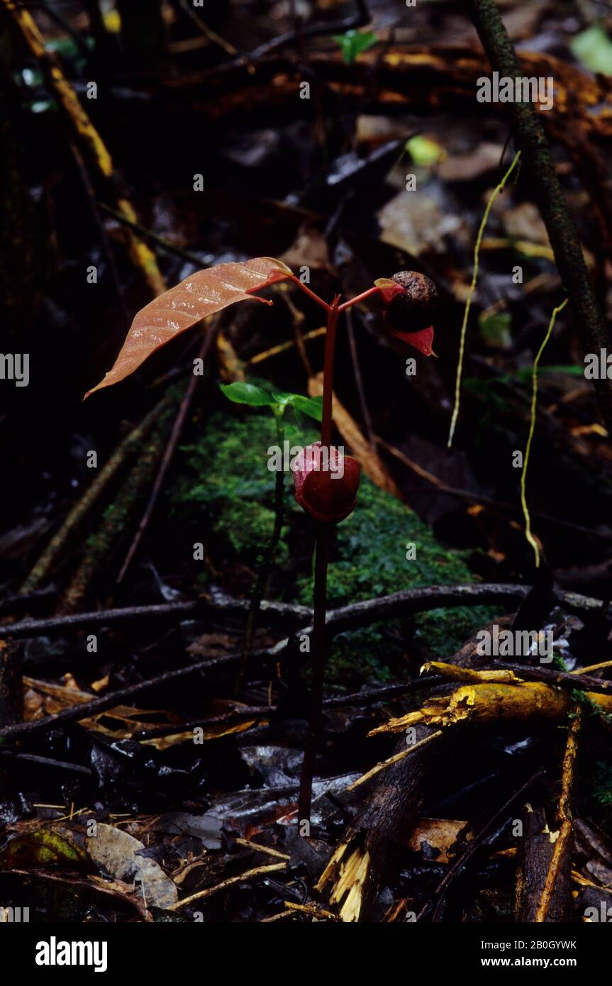 ECUADOR, AMAZON BASIN, RIO NAPO, RAINFOREST, TREE SEEDLING Stock Photo ...