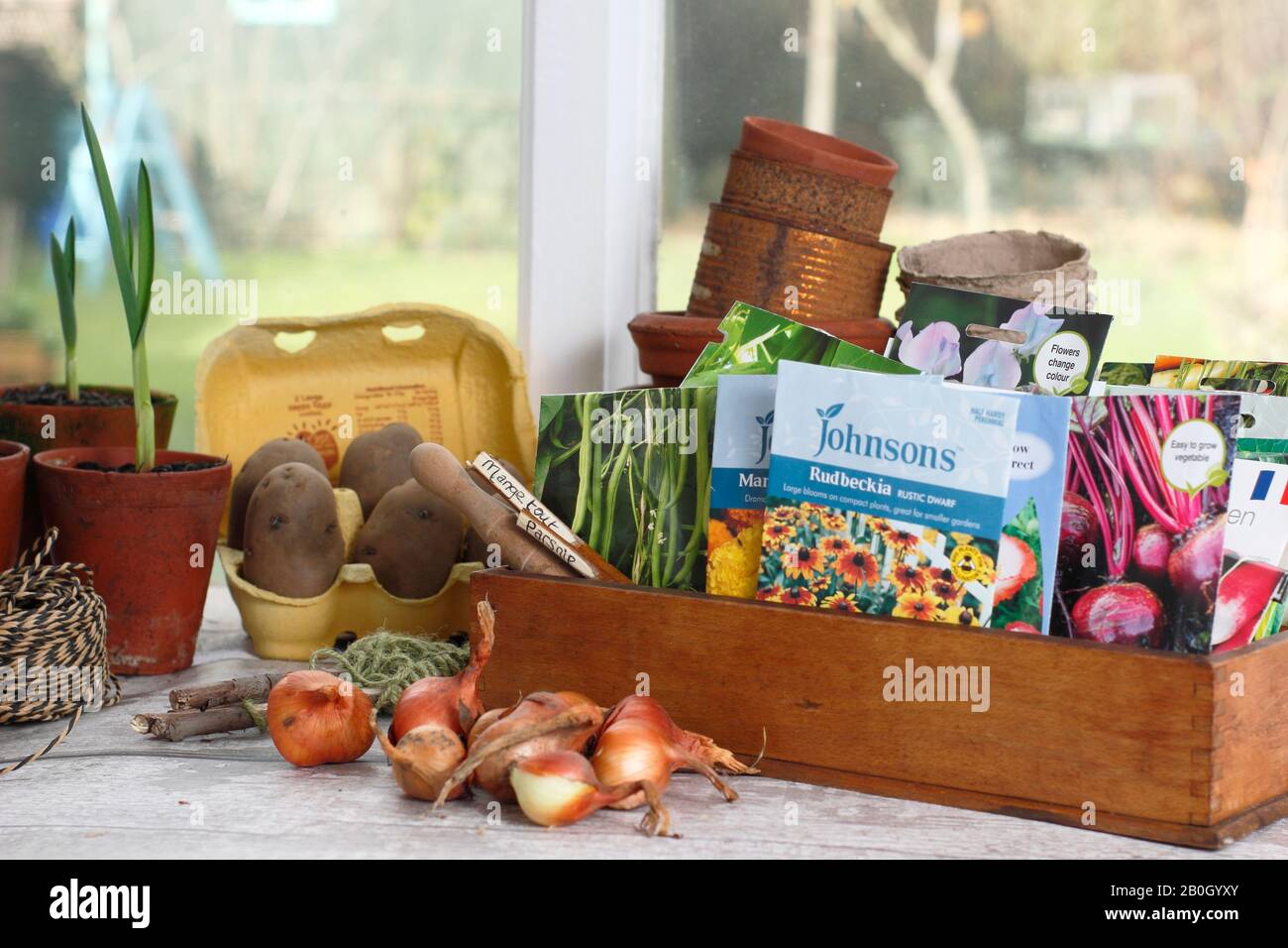 Shallot set, young garlic plants, seed potatoes chitting and seed ...