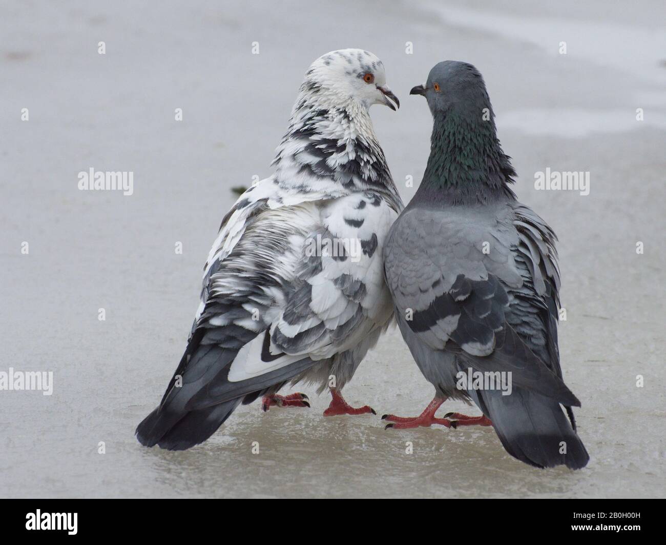 Pigeon with long tail hi-res stock photography and images - Alamy