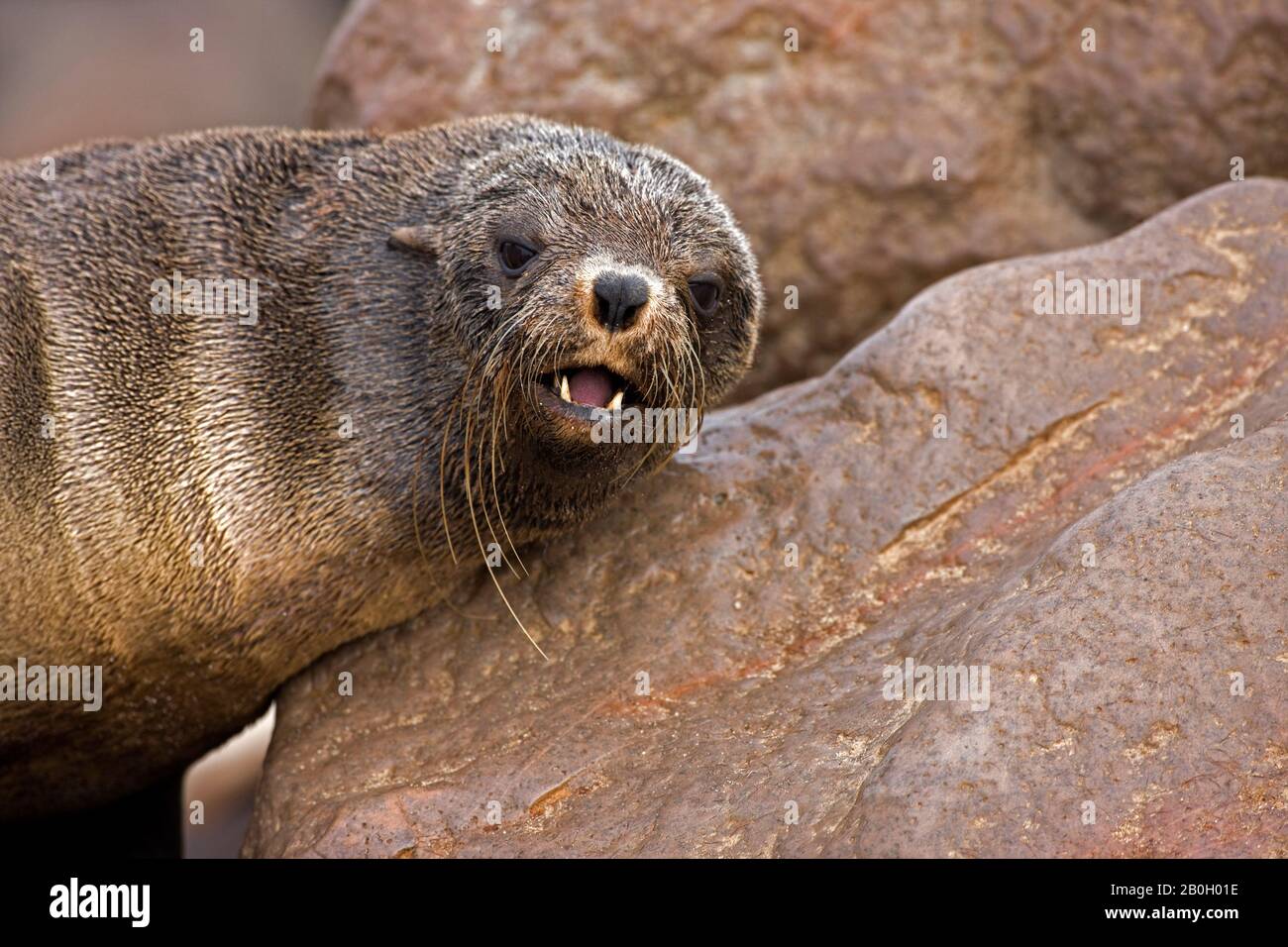 South African Fur Seal, arctocephalus pusillus, Portrait of Female ...
