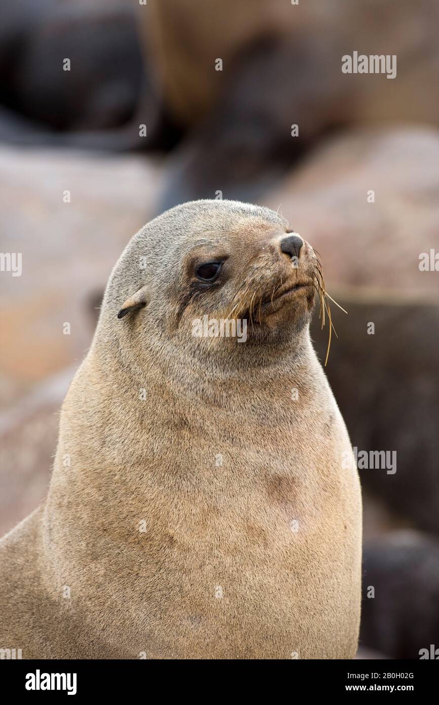 South African Fur Seal, arctocephalus pusillus, Portrait of Female ...