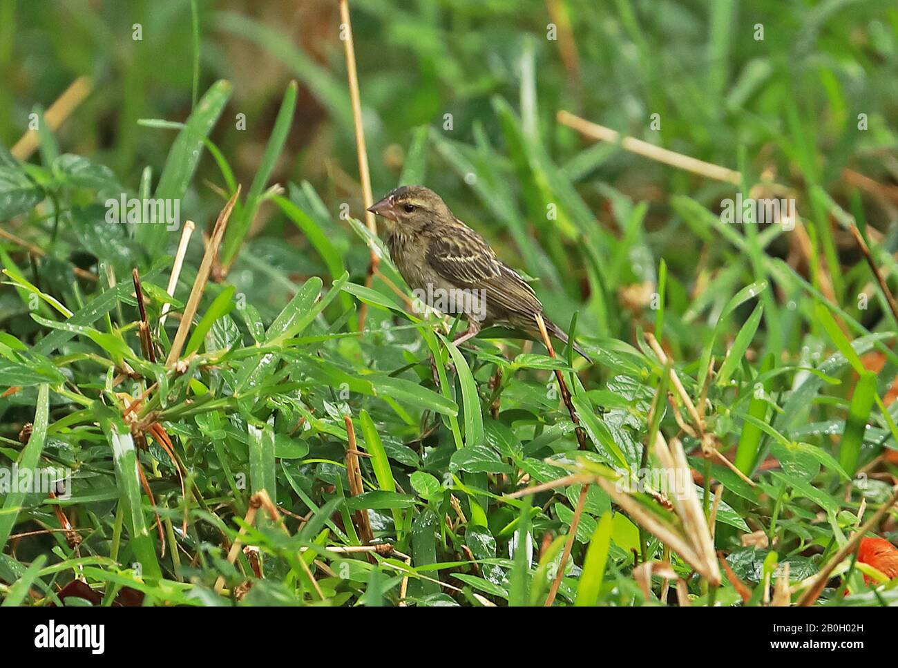 Rank grass hi-res stock photography and images - Alamy