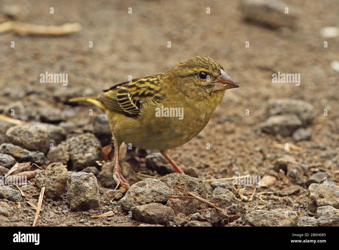 Madagascar Fody (Foudia madagascariensis) adult female feeding on track ...