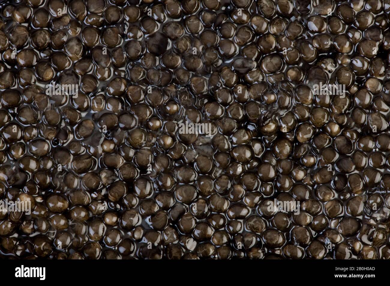 Caviar, Sturgeon's Eggs Stock Photo - Alamy