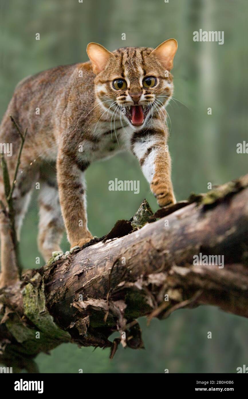 Rusty-Spotted Cat, prionailurus rubiginosus, Adult with Open Mouth ...