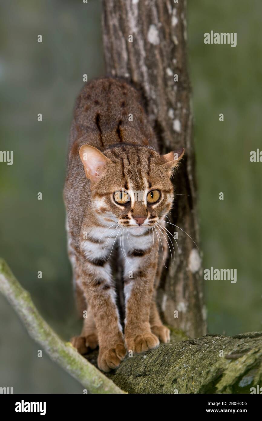 Rusty spotted cat hi-res stock photography and images - Alamy