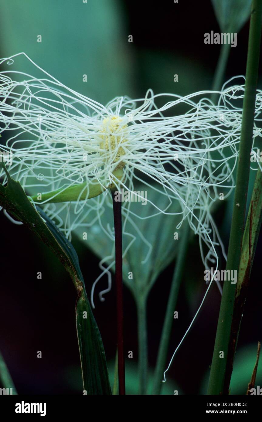 Cyclanthaceae hi-res stock photography and images - Alamy