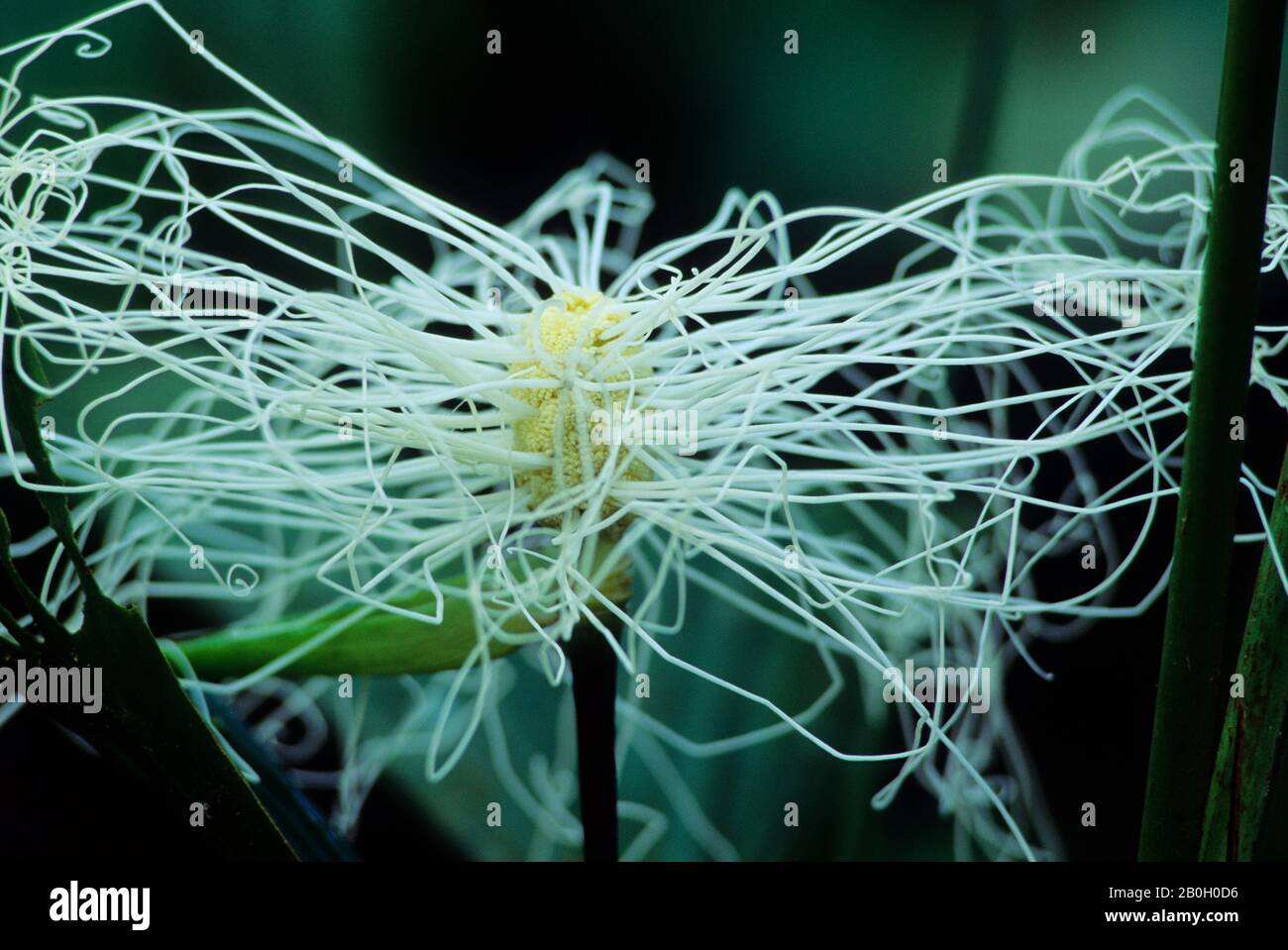 Cyclanthaceae hi-res stock photography and images - Alamy