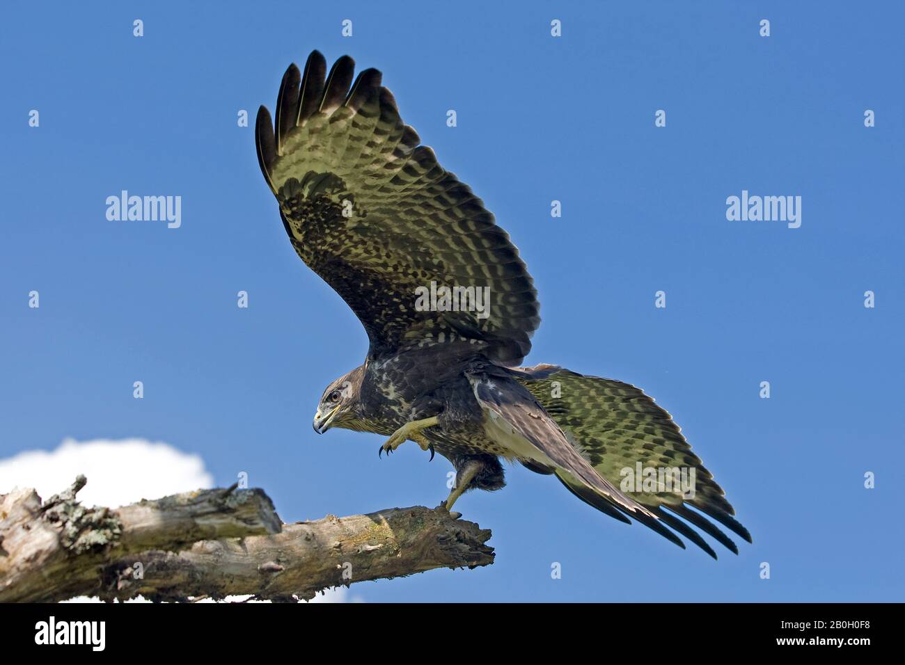 Common Buzzard, buteo buteo, in Flight, Landing on Branch, Normandy ...