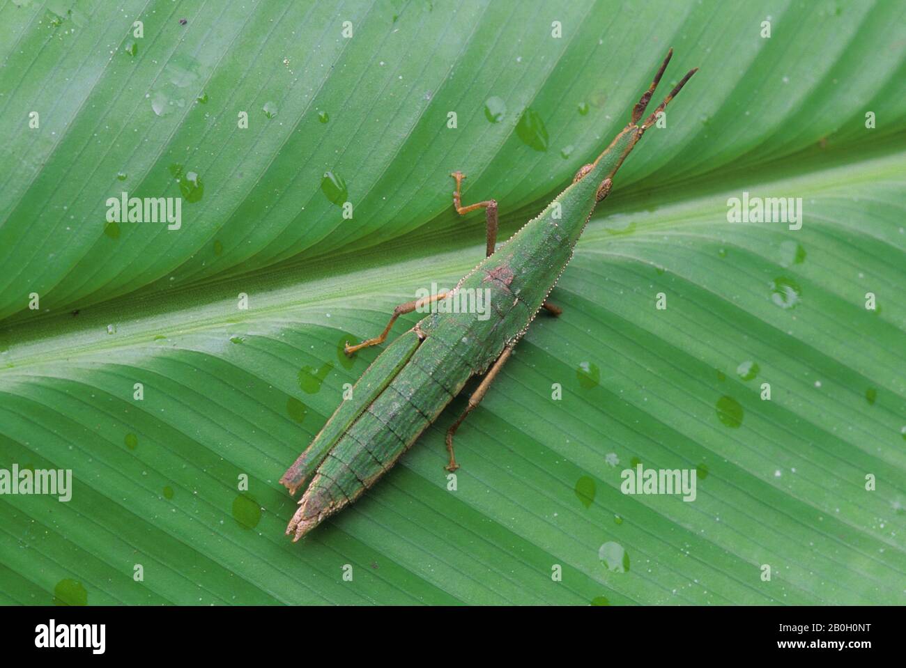 Amazon rainforest grasshopper hi-res stock photography and images - Alamy
