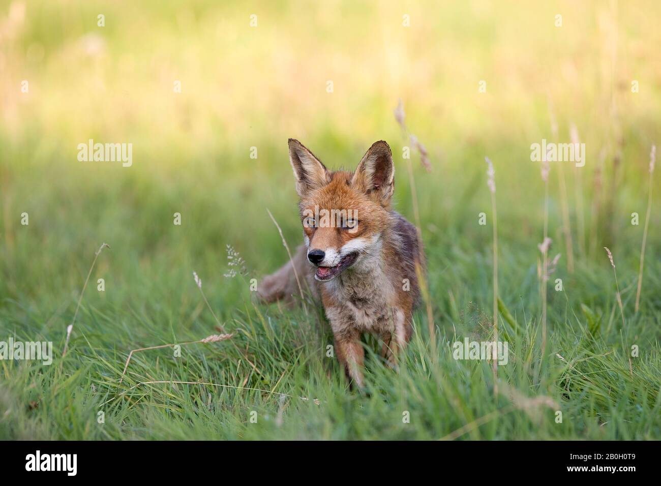 Red Fox, vulpes vulpes, Adult standing on Grass, Normandy Stock Photo - Alamy