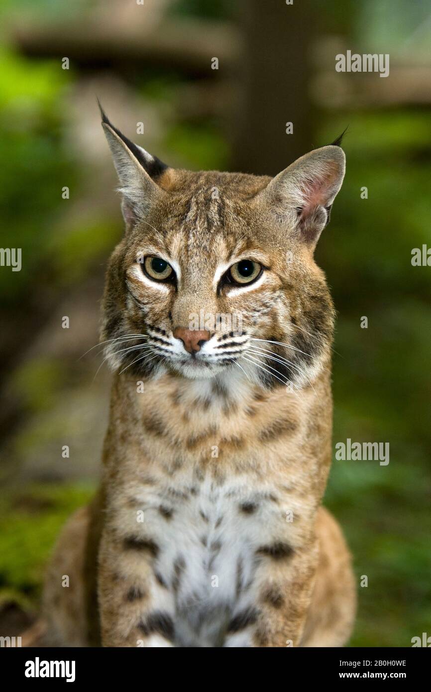 Portrait of European Lynx, felis lynx Stock Photo - Alamy