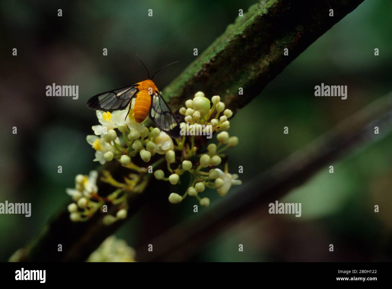 Amazon rainforest butterflies hi-res stock photography and images - Alamy