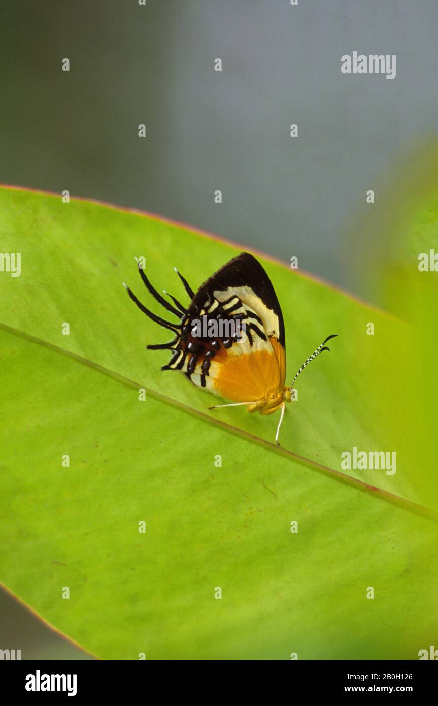 Rainforest butterfly hi-res stock photography and images - Alamy