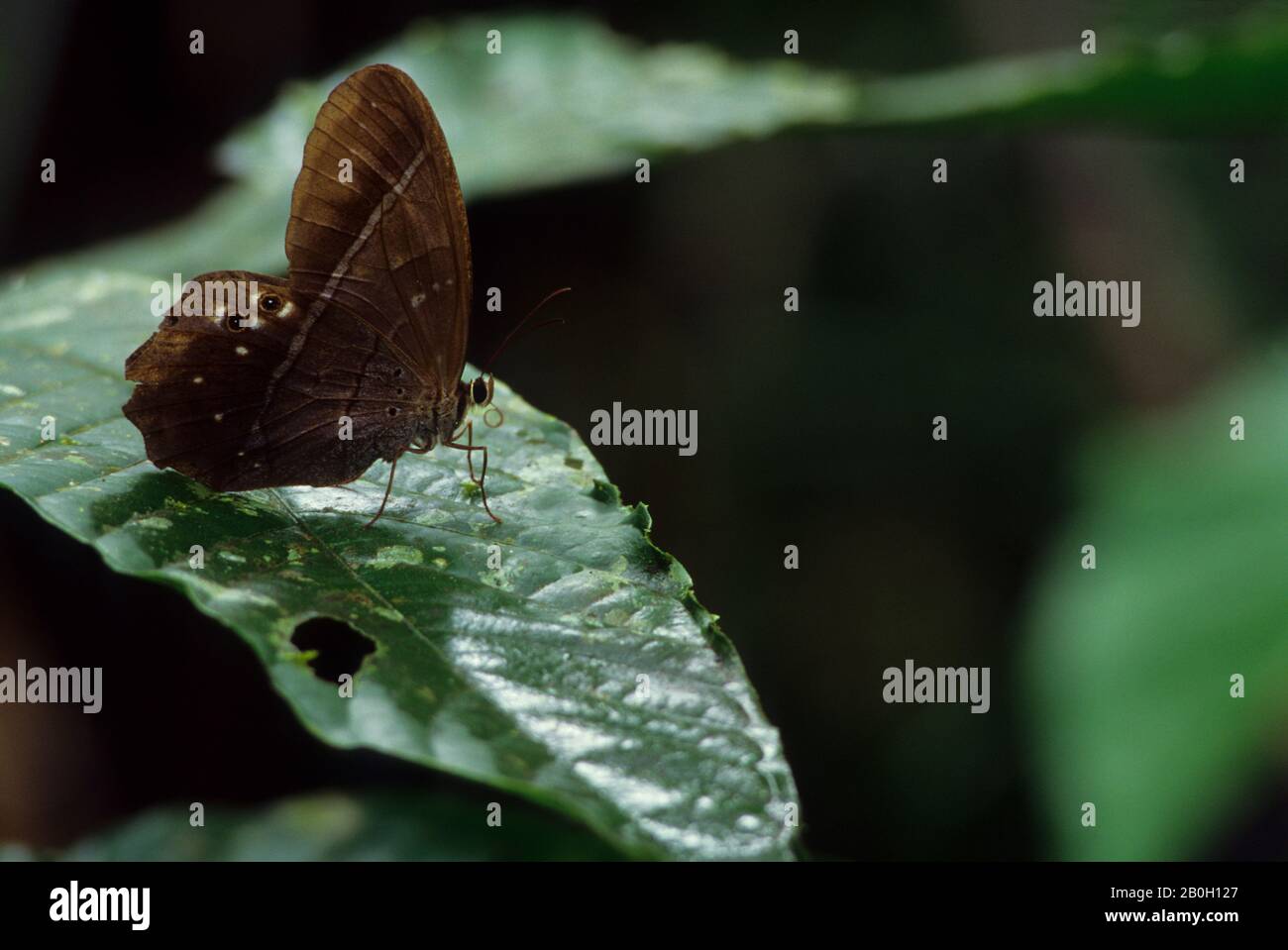 Amazon rainforest butterfly hi-res stock photography and images - Alamy