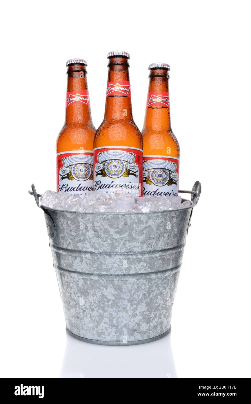 Budweiser Bucket