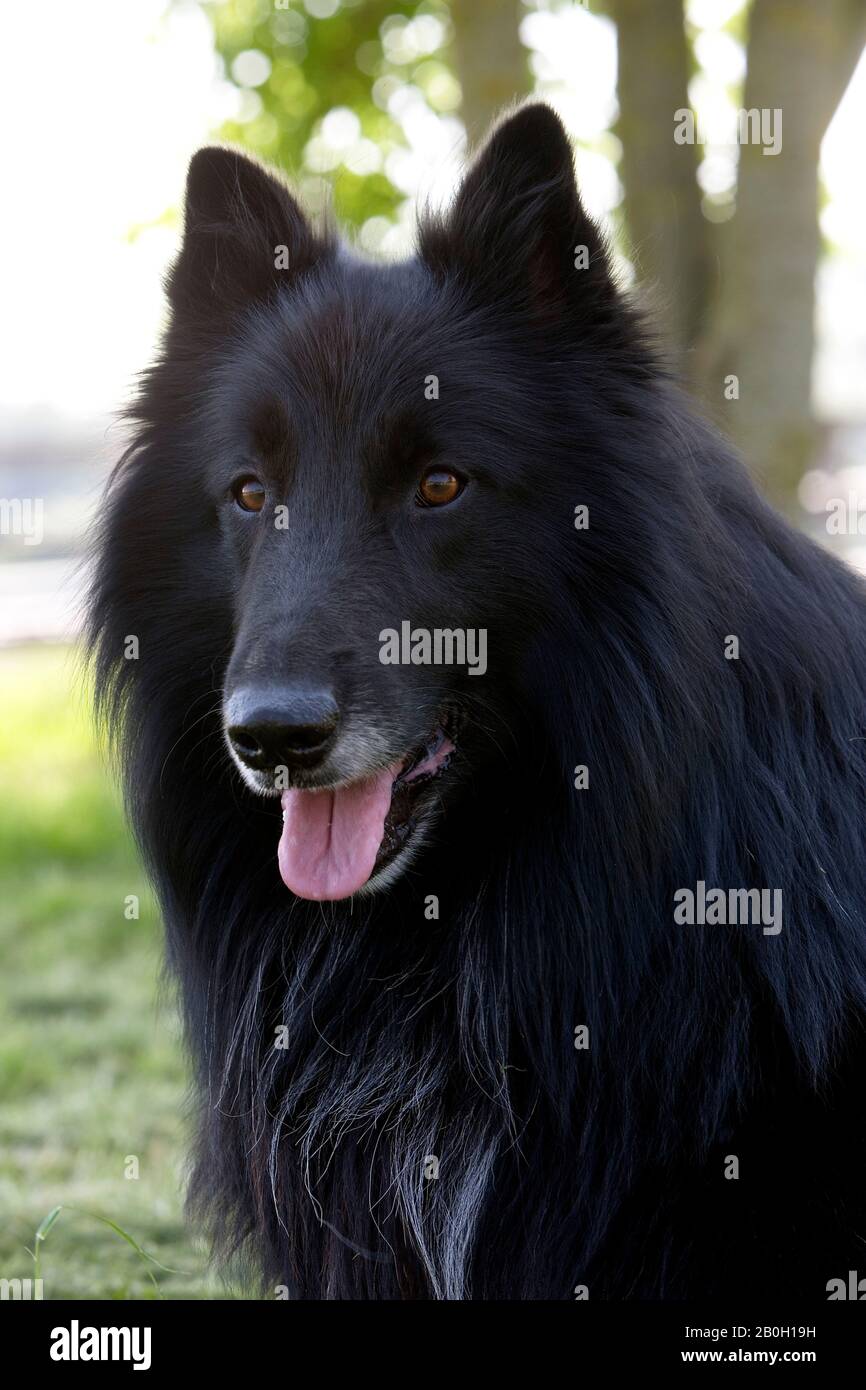 Groenendael Belgian Shepherd Dog Stock Photo - Alamy