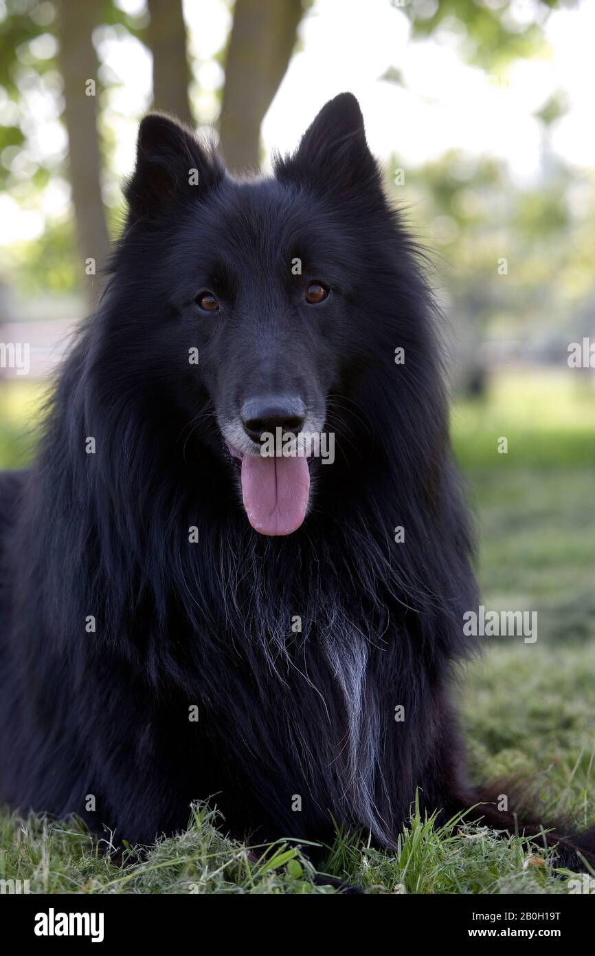 Groenendael Belgian Shepherd Dog Stock Photo - Alamy