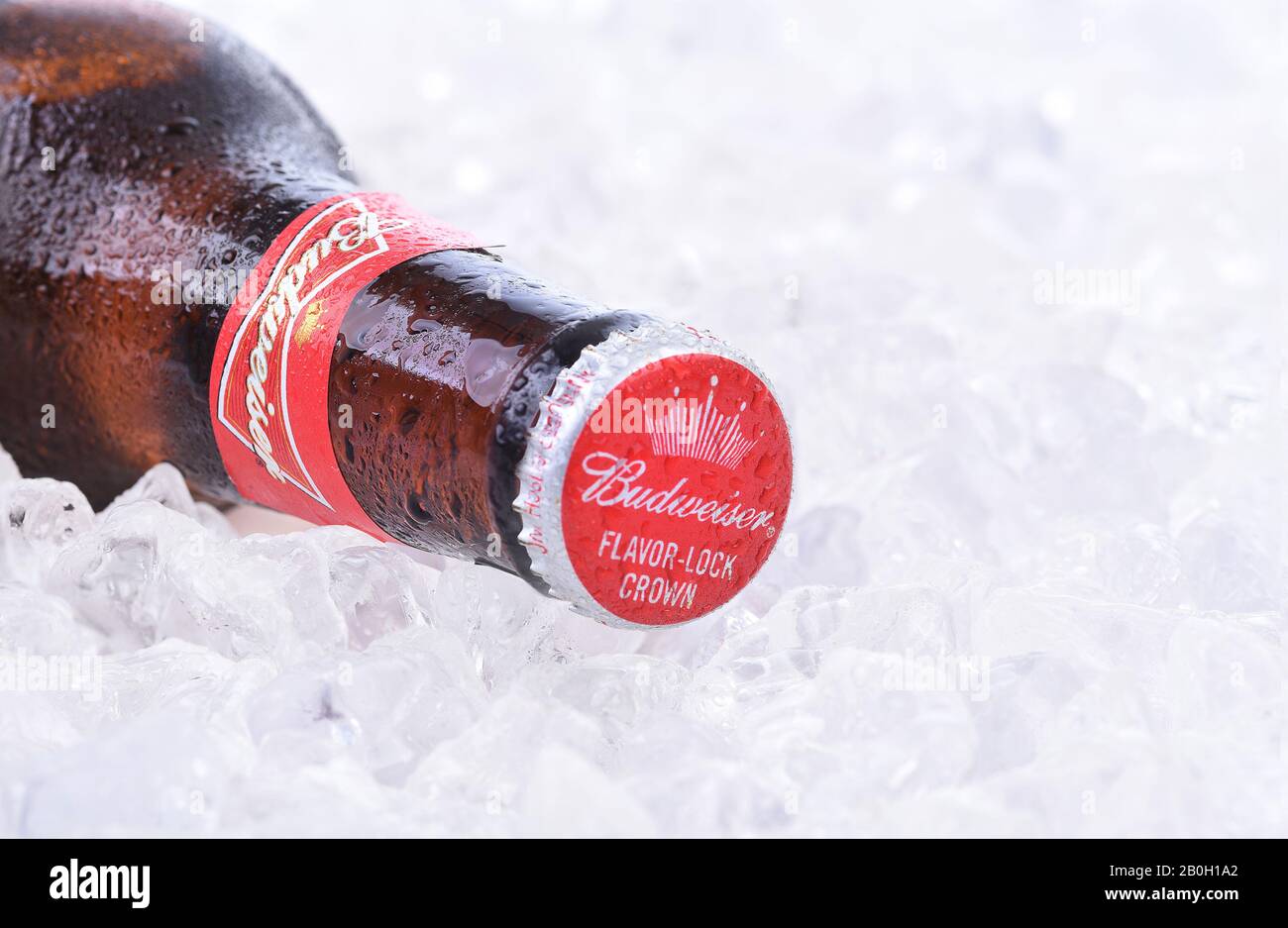 IRVINE, CA - AUGUST 26, 2016: Two bottles of Budweiser on a bed of ice ...